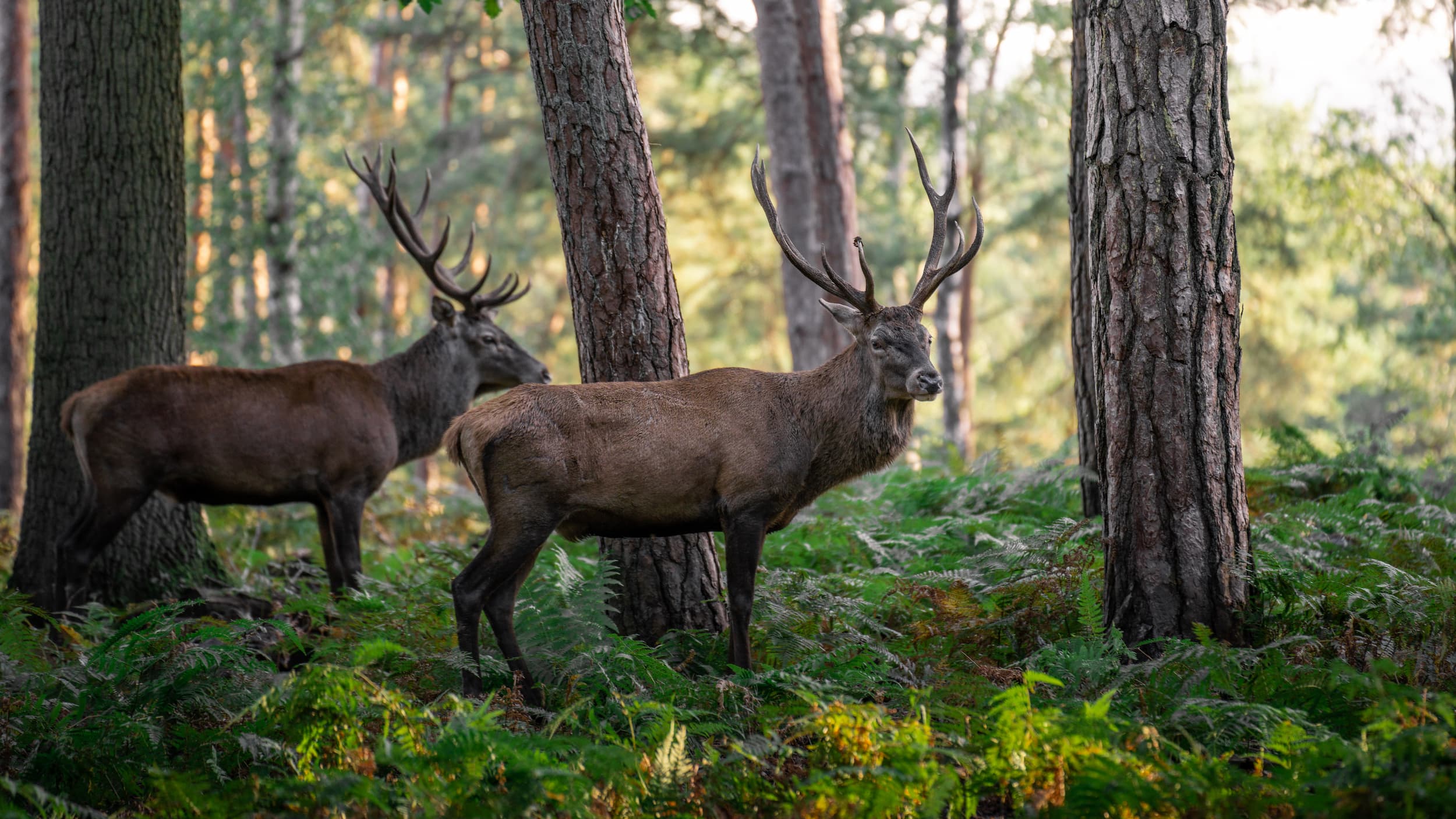 L’excès de gibier, une menace pour les forêts