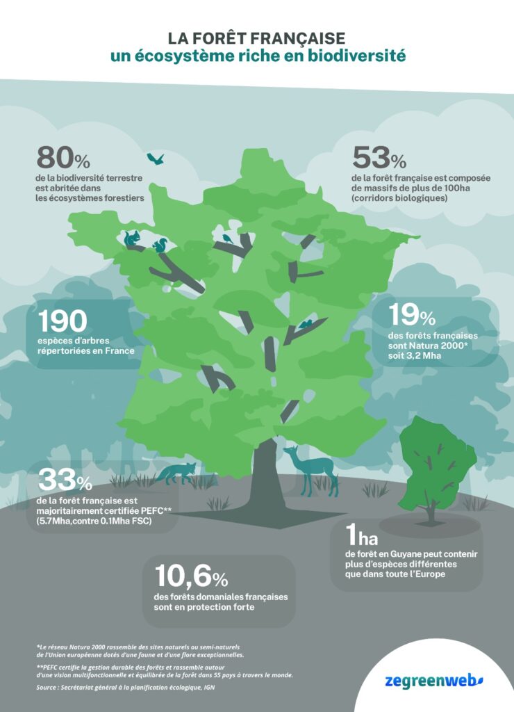 [Infographie] La forêt française : un écosystème riche en biodiversité