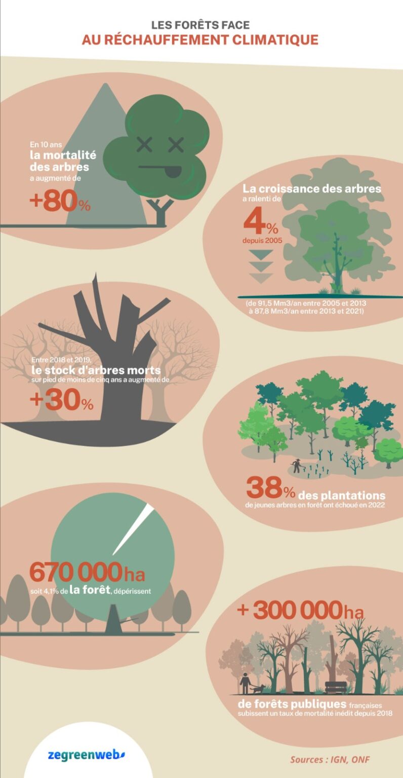 [Infographie] Les forêts face au réchauffement climatique