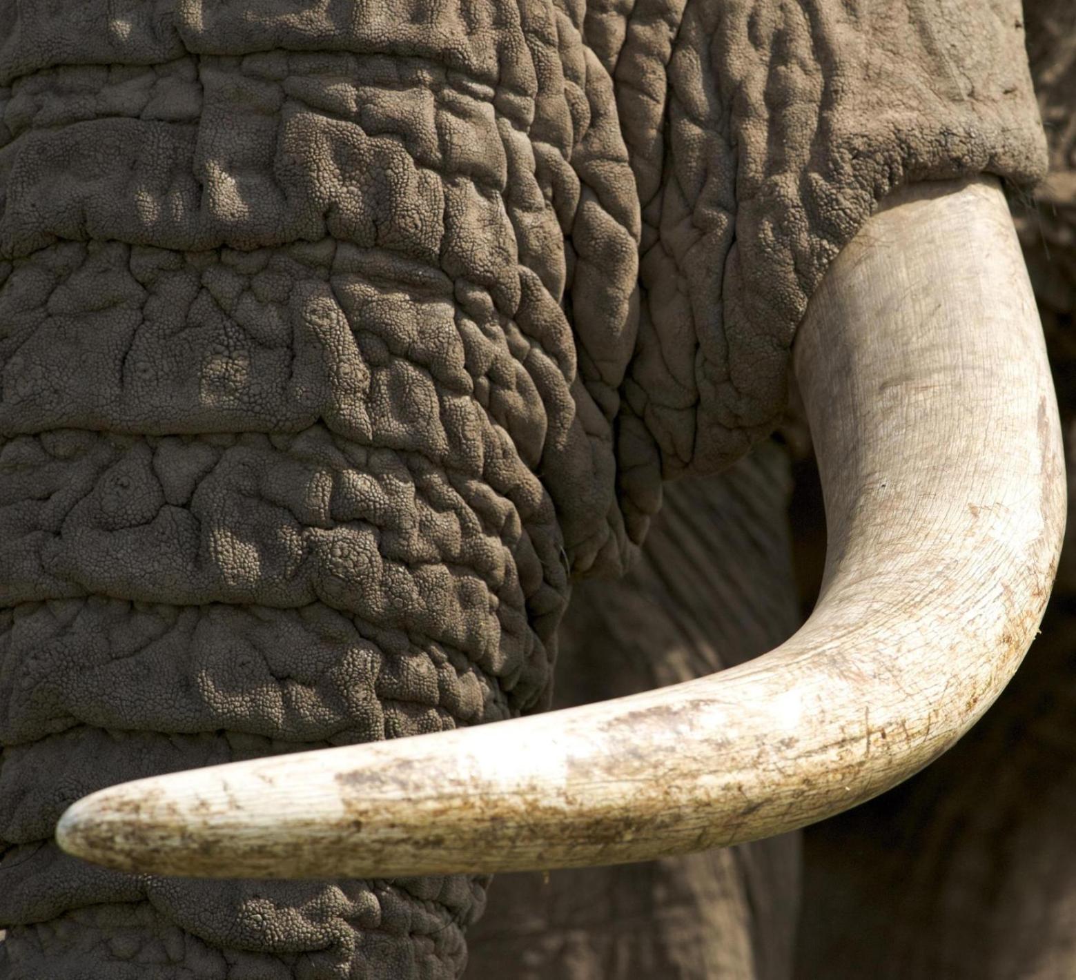 Des chercheurs documentent une chute vertigineuse des éléphants d ...